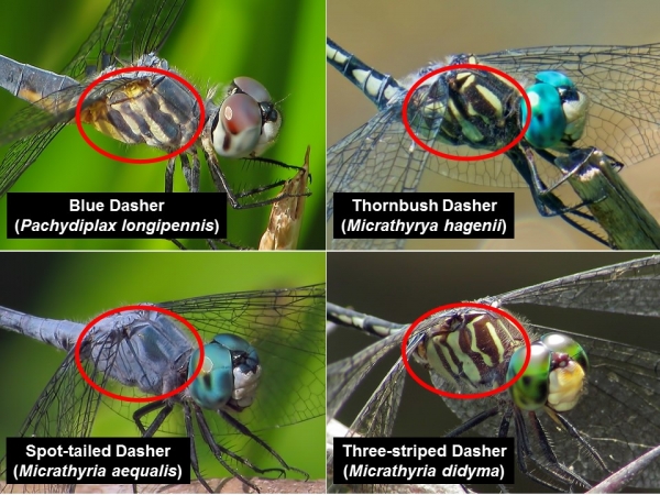 Dashers (four species) | Arizona Dragonflies